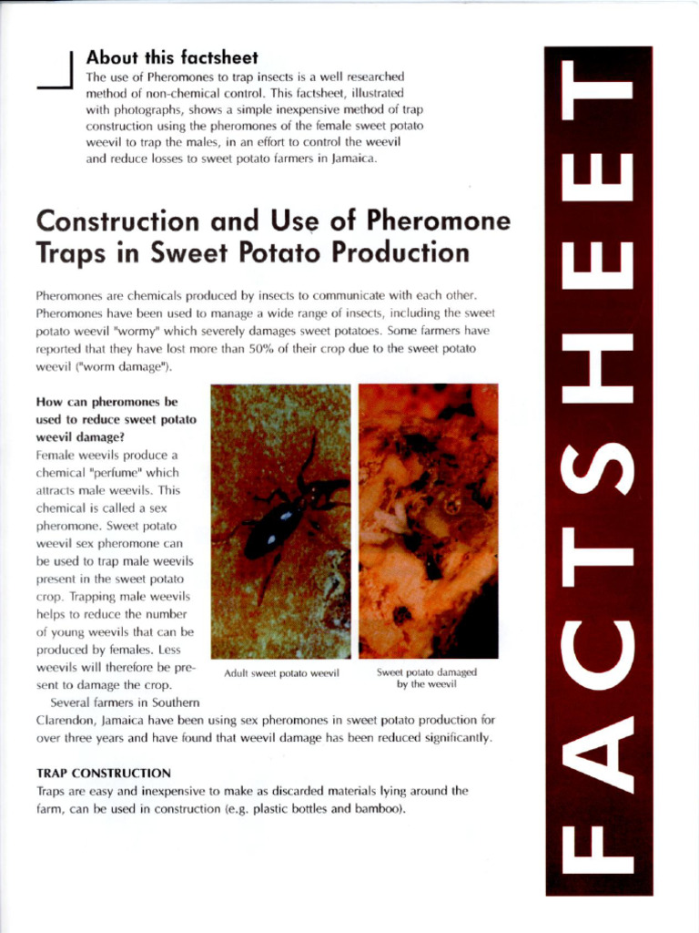 Sweet Potato Production | PDF