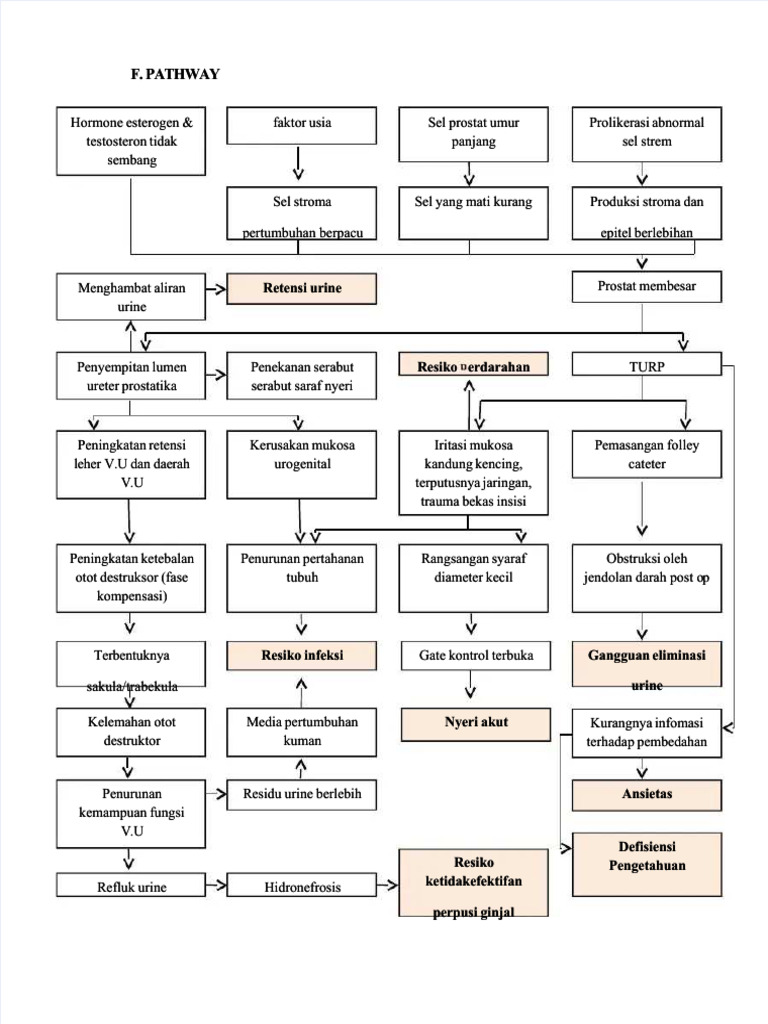 pdf-pathway-bph_compress | PDF