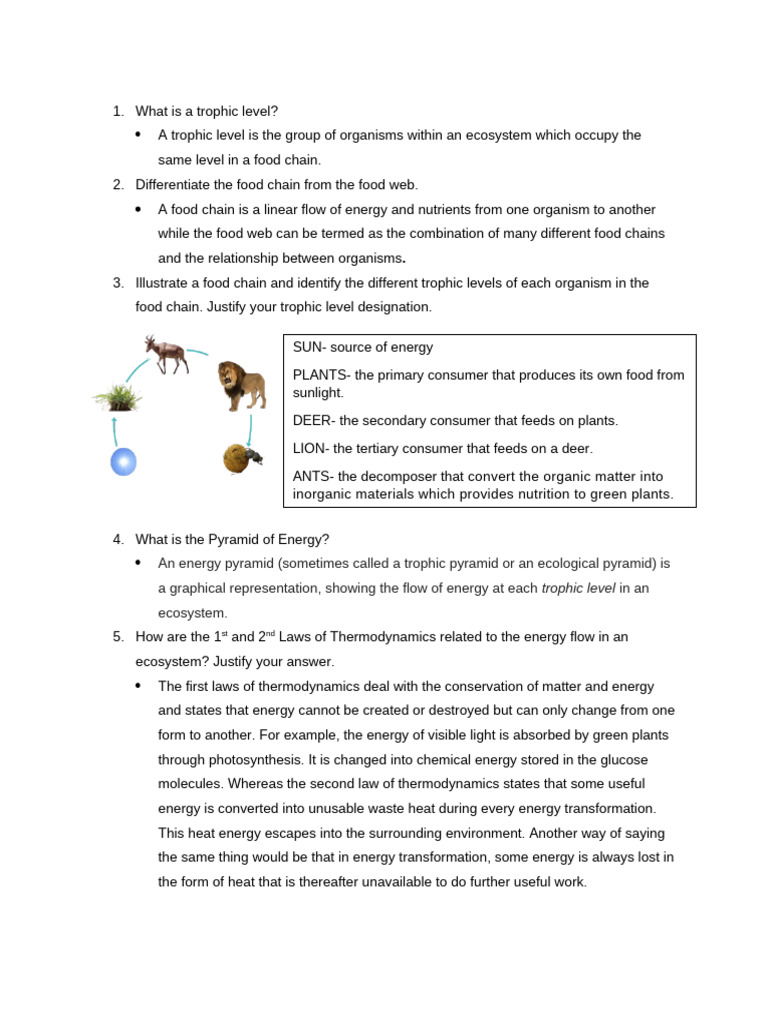 Ecosystem Trophic Levels Explained | PDF | Science & Mathematics