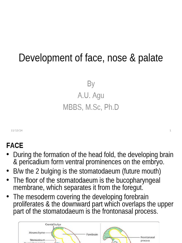 Development of Face, Nose and Palate | PDF | Human Nose | Lip