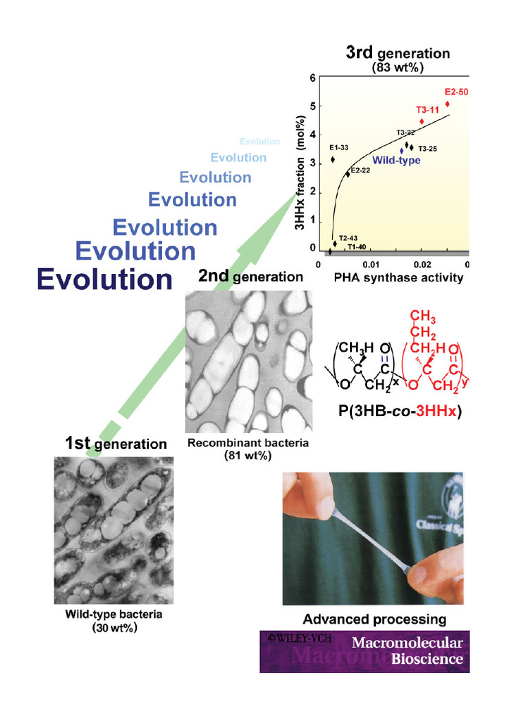 Enzyme Evolution in PHA Production | PDF | Mutation | Enzyme