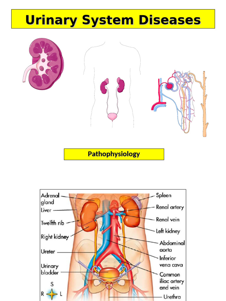 12 PathophysUrinary | PDF | Kidney | Urinary System