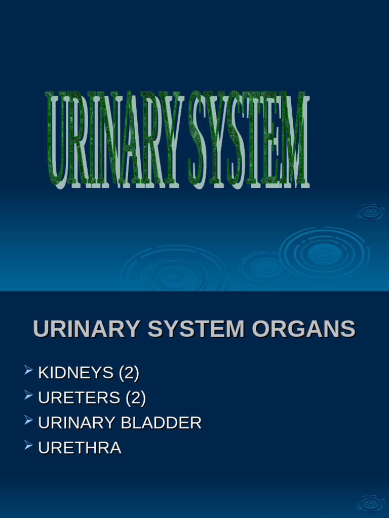 Urinary | PDF | Kidney | Urinary System