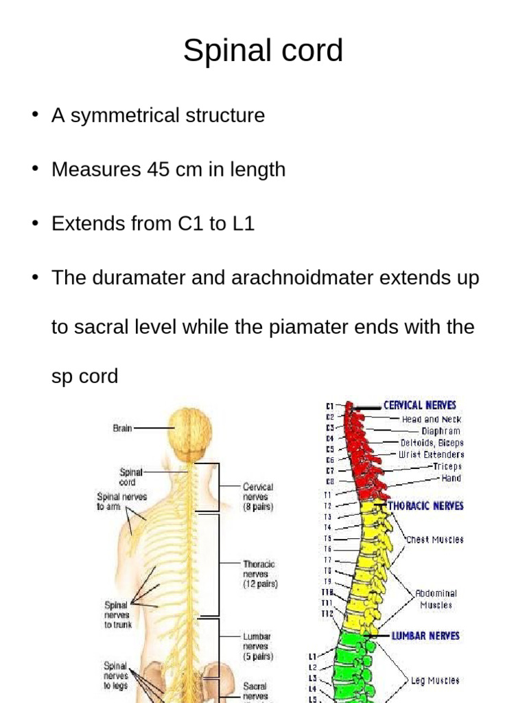Spinal Cord | PDF | Spinal Cord | Human Anatomy