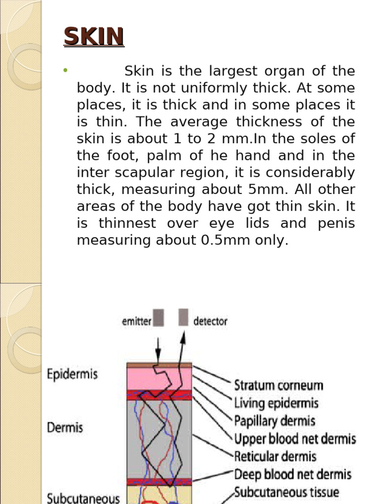 Skin New | PDF | Skin | Epidermis