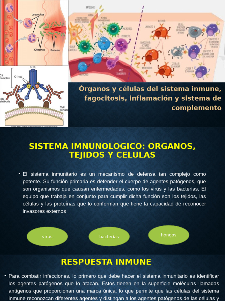 Celulas Del Sistema Inmune | PDF | Sistema inmune | Linfocitos