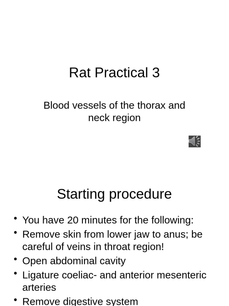 Rat Practical 3 With Audio | PDF | Aorta | Vein