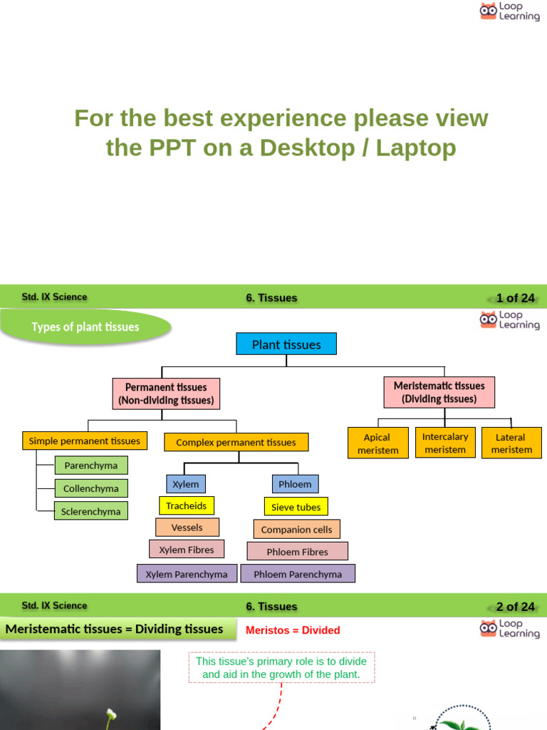 1691583945121.exit Task 1 A1 PA1.1 OE Plant Tissues CH 6 Sci IX CB ...