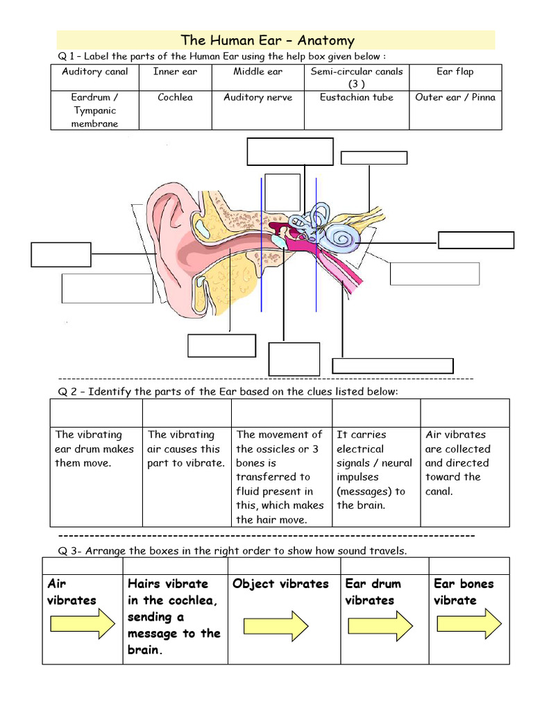 7.1 Worksheet - The Ear Labelling | PDF