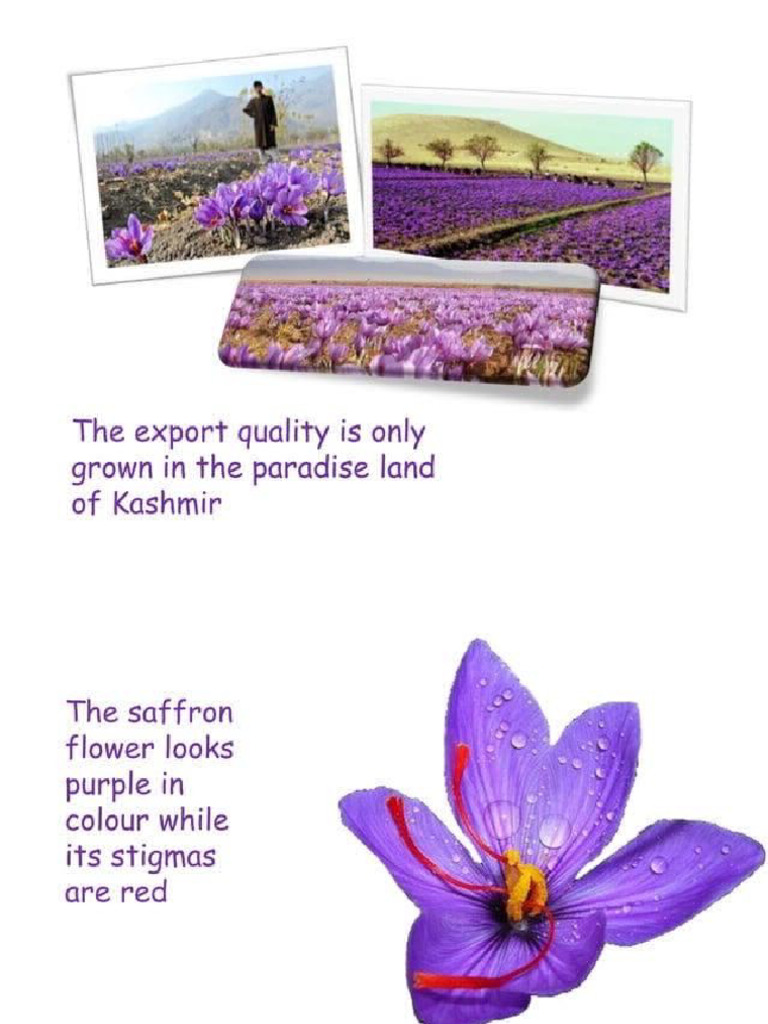 Saffron Processing | PDF