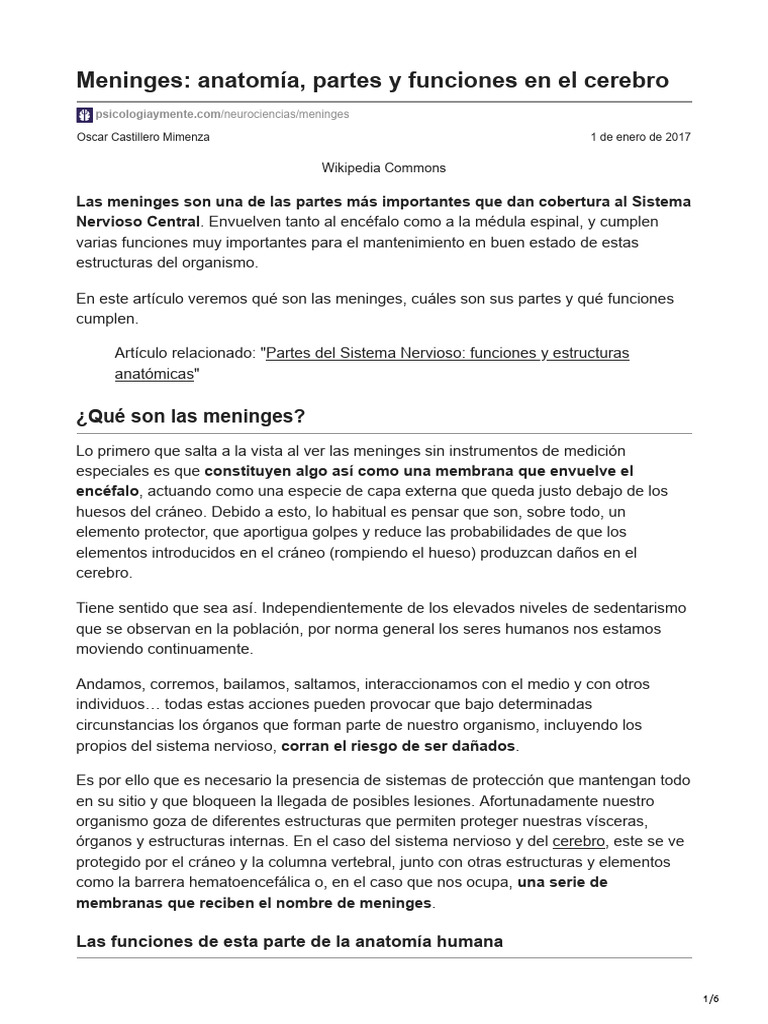 Funciones y anatomía de las meninges | PDF | Sistema nervioso central | Fluido cerebroespinal