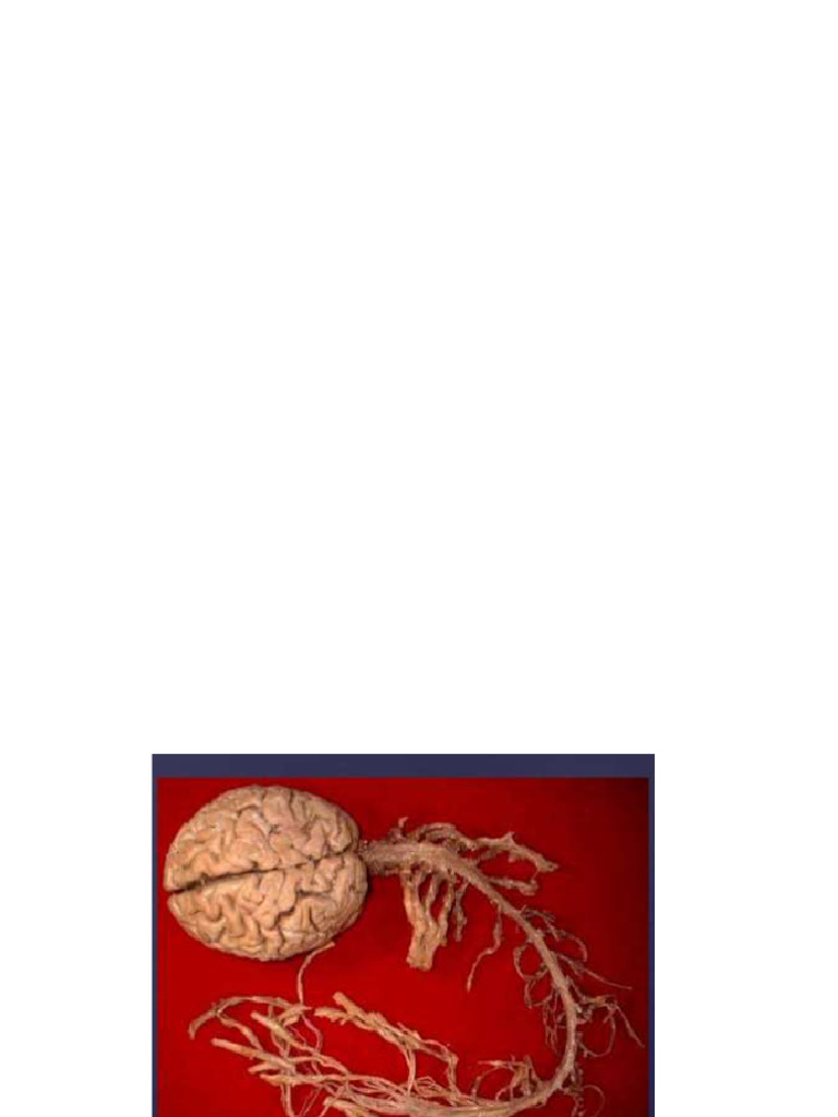 Spinal Cord PDF | PDF | Wellness | Technology & Engineering