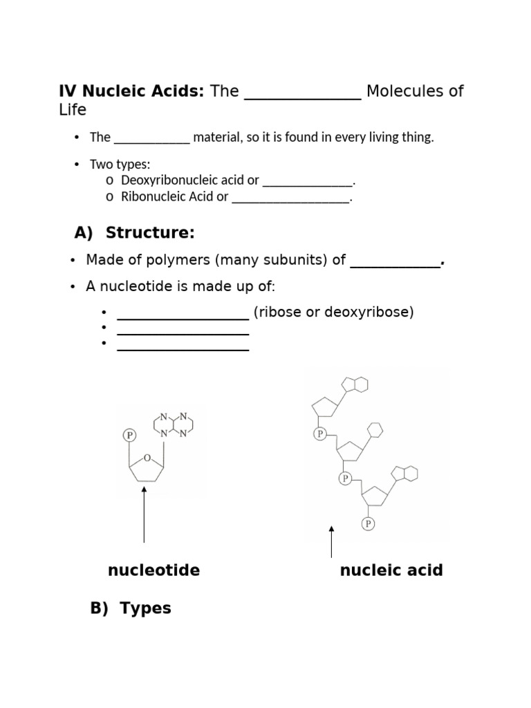 Nucleic Acids Revised Fib | PDF