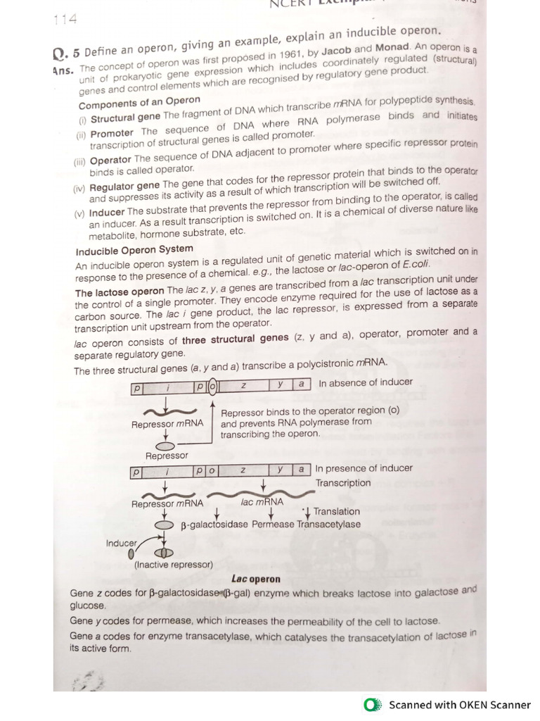 Lac Operon | PDF