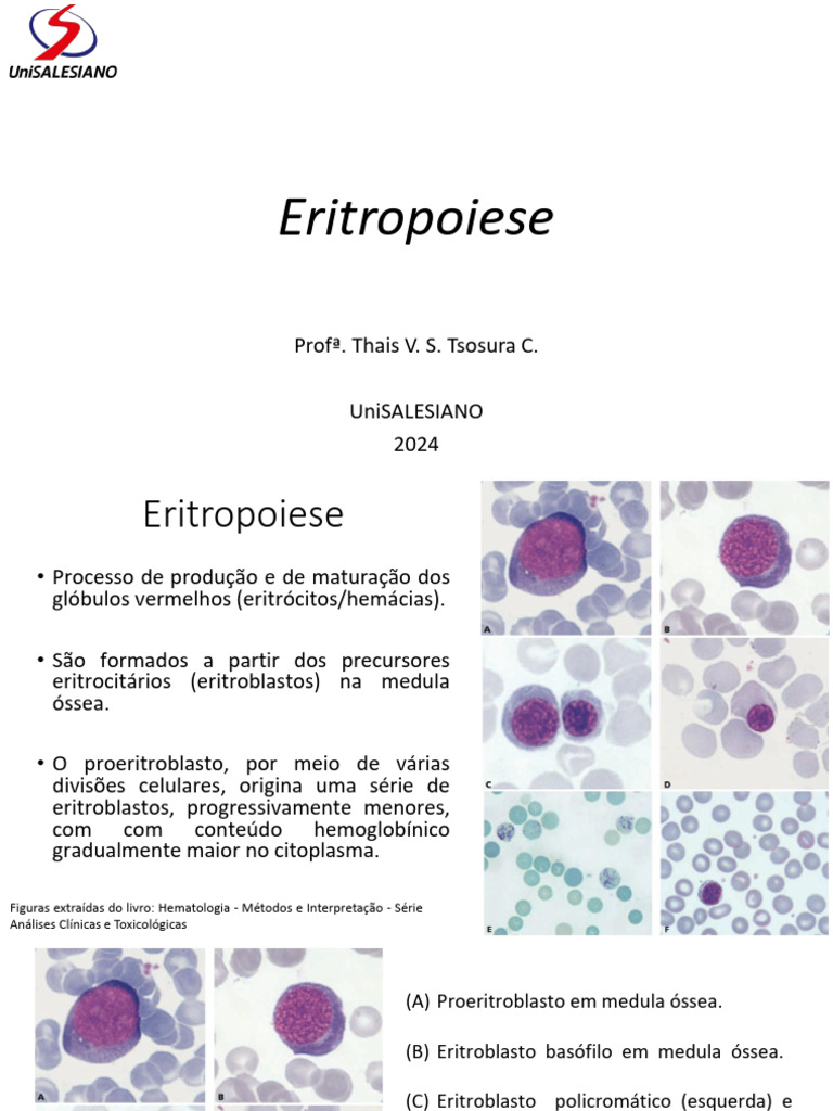 Aula 4 - Eritropoiese | PDF | Hemácia | Especialidades médicas