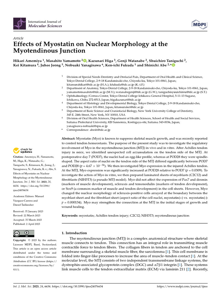 Effects of Myostatin On Nuclear Morphology at The Myotendinous Junction ...