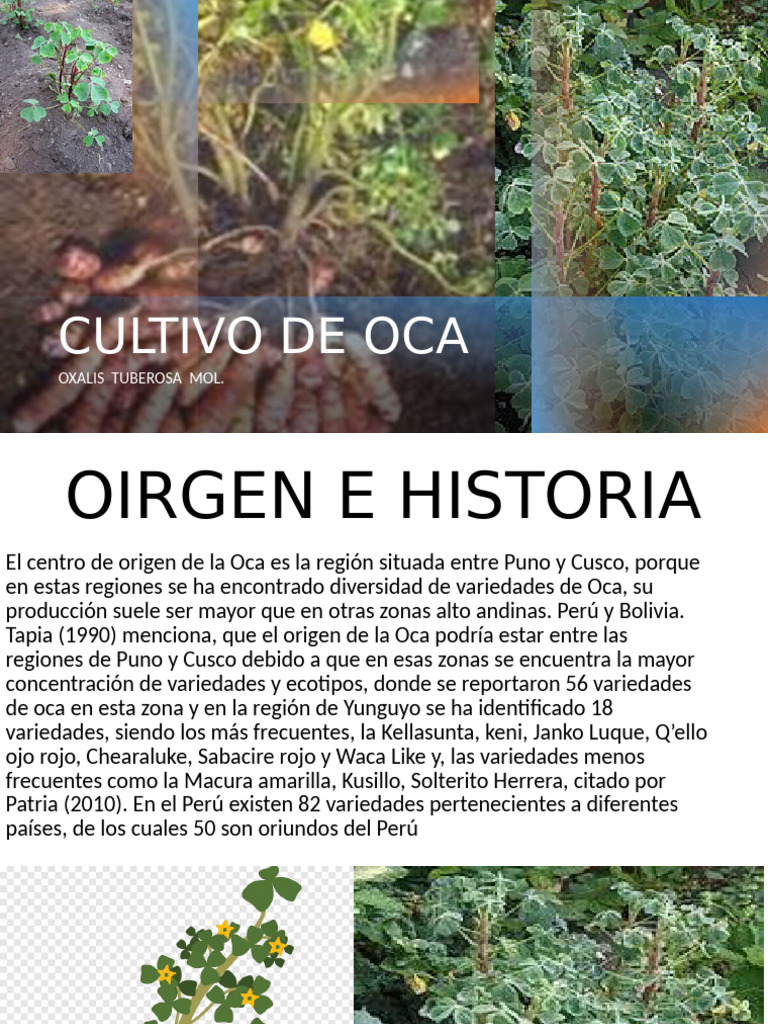Cultivo y Variedades de Oca Andina | PDF | Plantas