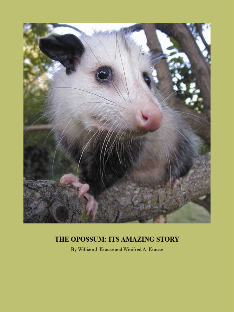 The Opossum - Its Amazing Story | PDF | Marsupials | Tooth