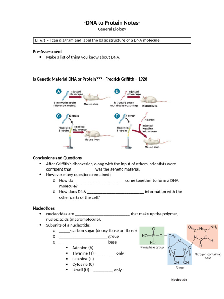 Dna To Protein Guided Notes | PDF | Translation (Biology) | Dna