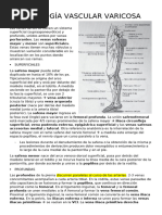 Doppler Venoso Mmii Safena Magna y Parva | PDF | Vena | Sistema ...