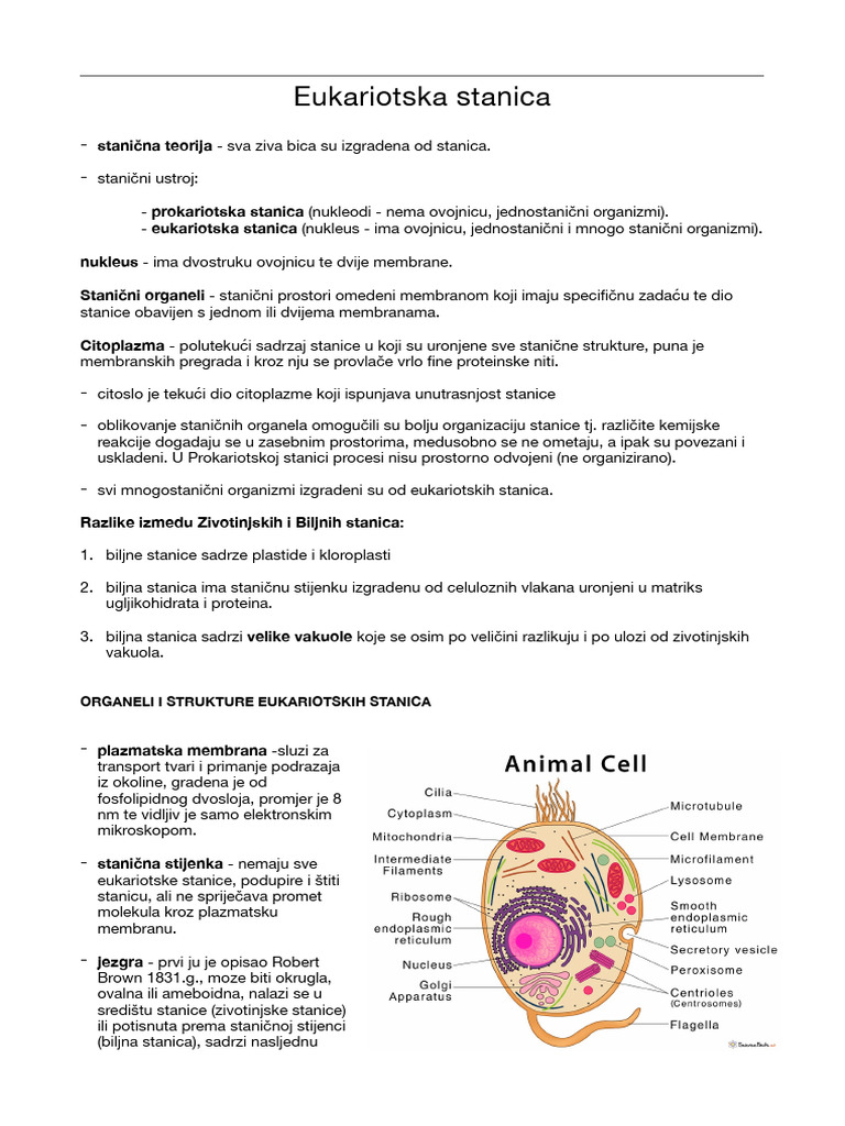Eukariotska Stanica | PDF