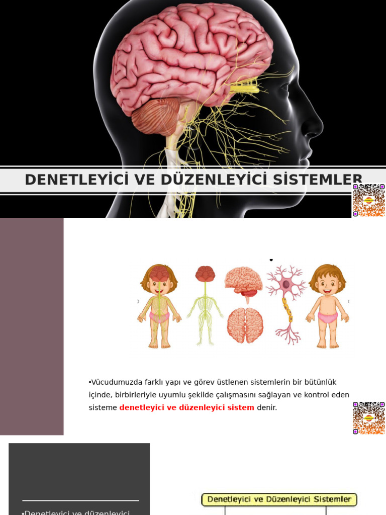 6.sınıf Denetleyici Ve Düzenleyici Sistem Fenusbilim Sunum | PDF