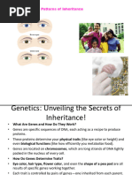 Amoeba Sisters: Alleles and Genes Recap | PDF | Genotype | Allele
