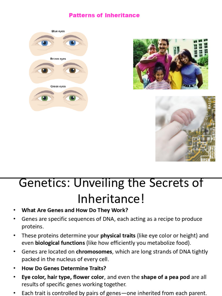 Patterns of Inheritence | PDF | Dominance (Genetics) | Zygosity