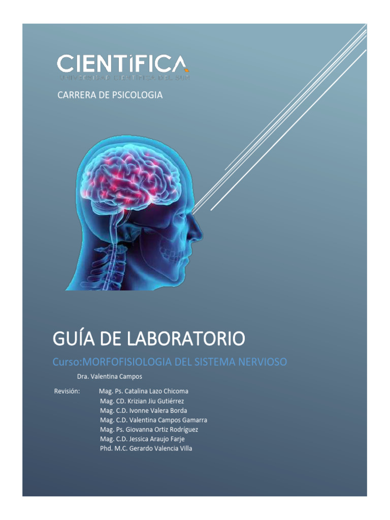 Guia de Practica Morfofisiologia Del Sistema Nervioso UCSUR 2024-2 | PDF | Neuroanatomía | Cerebro
