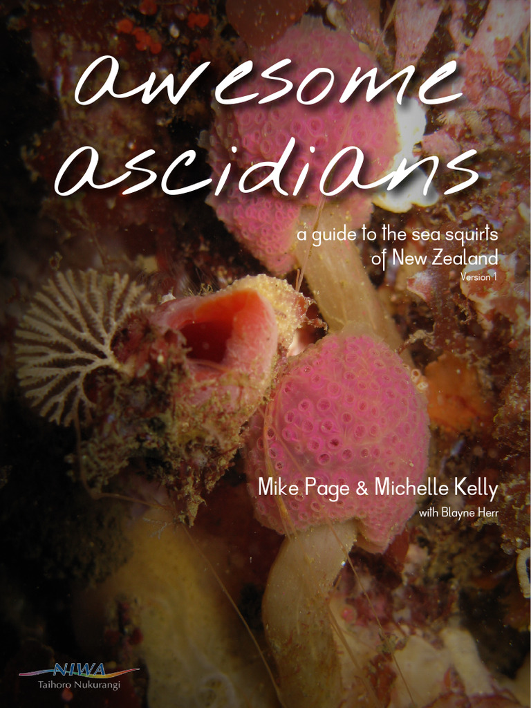Awesome Ascidians Sea Squirt Id Guide | PDF | Sea | Taxonomy (Biology)