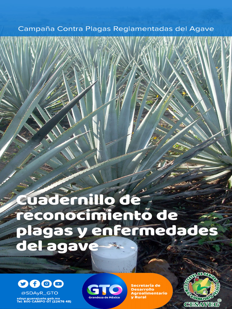 Manejo de Agave e Identificacion de Enfermedades | PDF