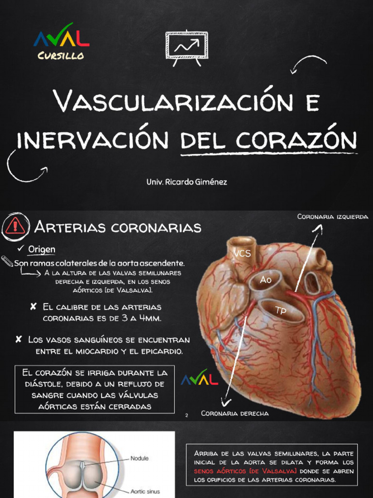 A20. Vascularización e Inervación Del Corazón 2 | PDF