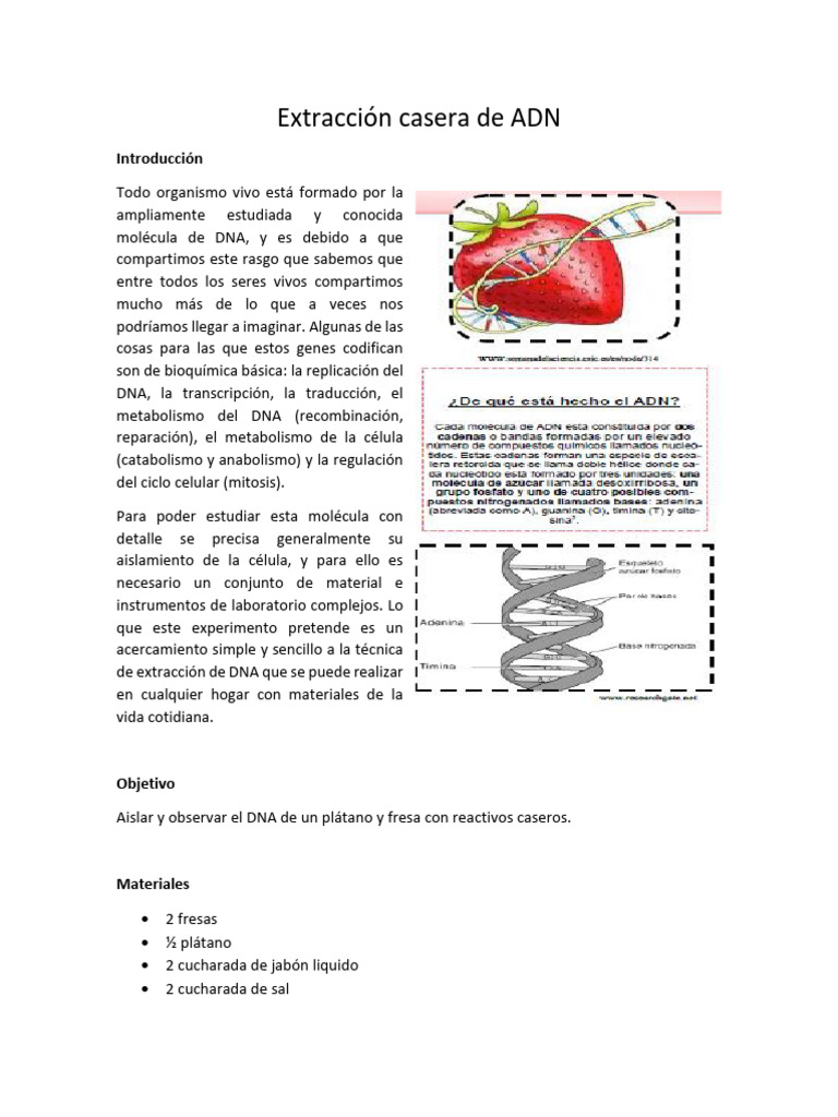 Practica ADN | PDF | Adn | Metabolismo