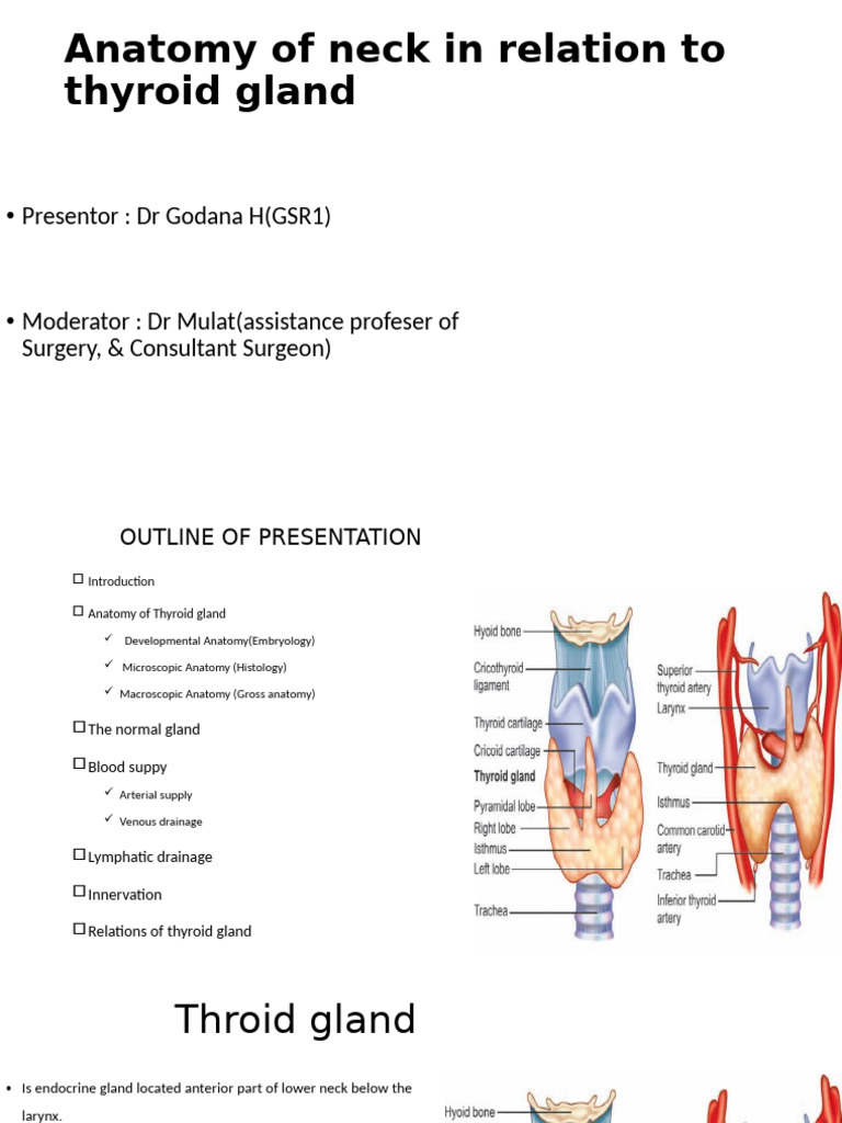 Thyroid Gland Anatomy Overview | PDF | Common Carotid Artery | Thyroid