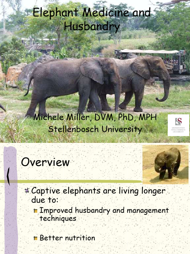 Elephant Health and Husbandry Insights | PDF | Tuberculosis | Medicine