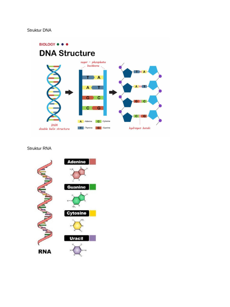 Keterangan Gambar Genetika | PDF