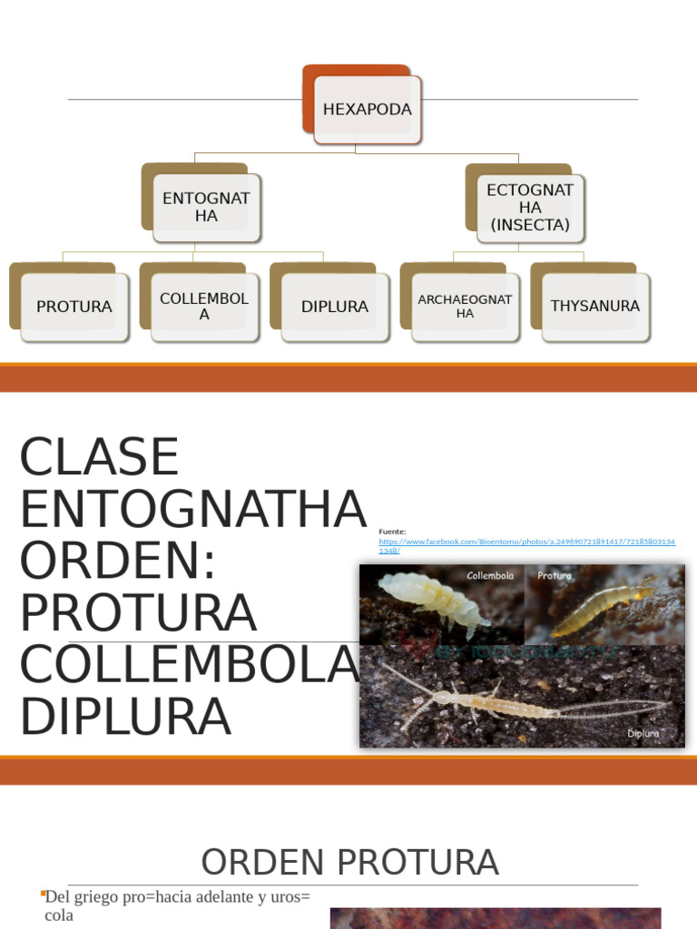5.ordenes Protura, Collembola, Diplura y Thysanura | PDF | Artrópodos