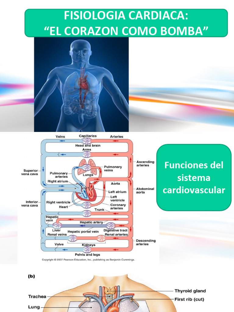 Cardio 2 Bomba | PDF | Ventrículo (corazón) | Corazón
