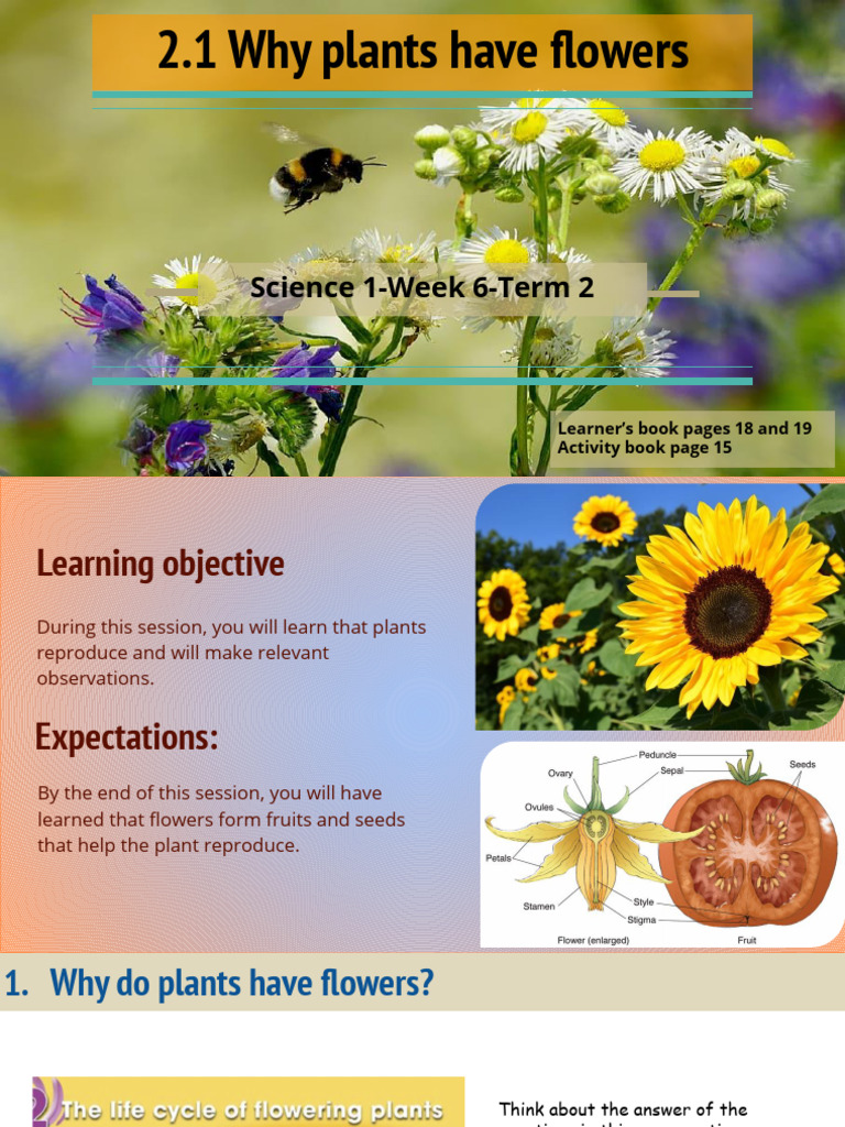 Science Week 6 Term 2 Day 1-3 | PDF | Home & Garden