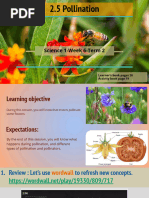 Pollination Worksheet Stage 5 Worksheet | PDF | Pollination | Science