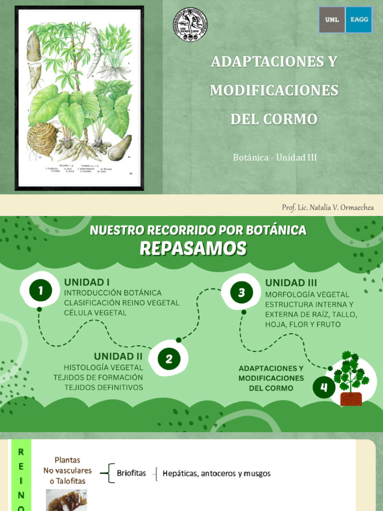 Adaptaciones y Modificaciones Del Cormo | PDF | Tallo de la planta ...