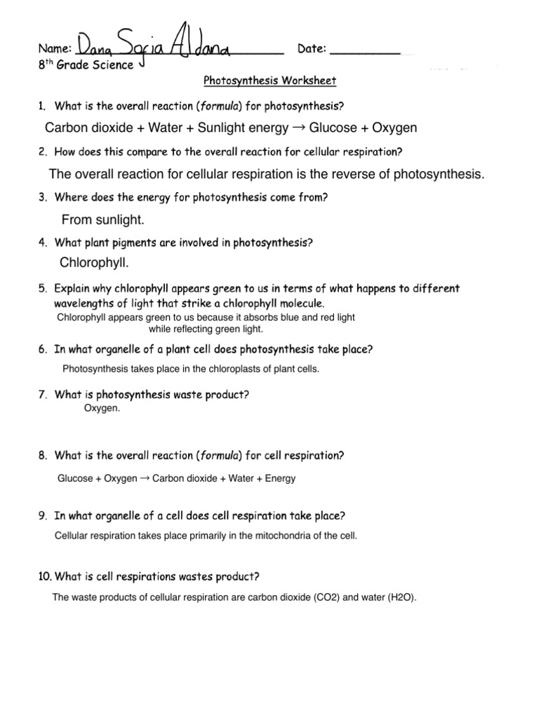 Photosynthesis Worksheet 3 | PDF