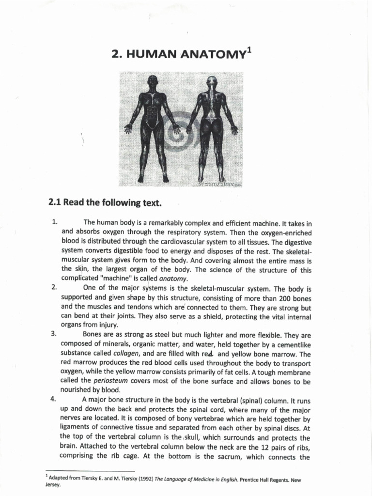 Human Anatomy Reading Activity 2 | PDF