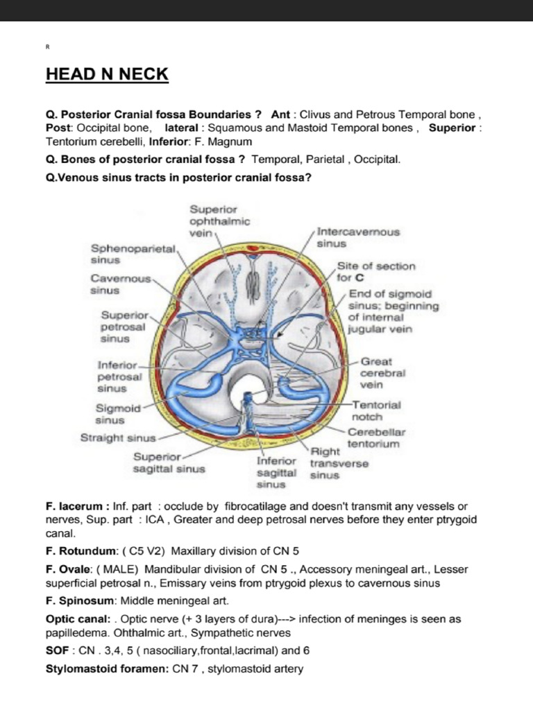 Anatomy Compilation Solved Singh Pdf Pdf