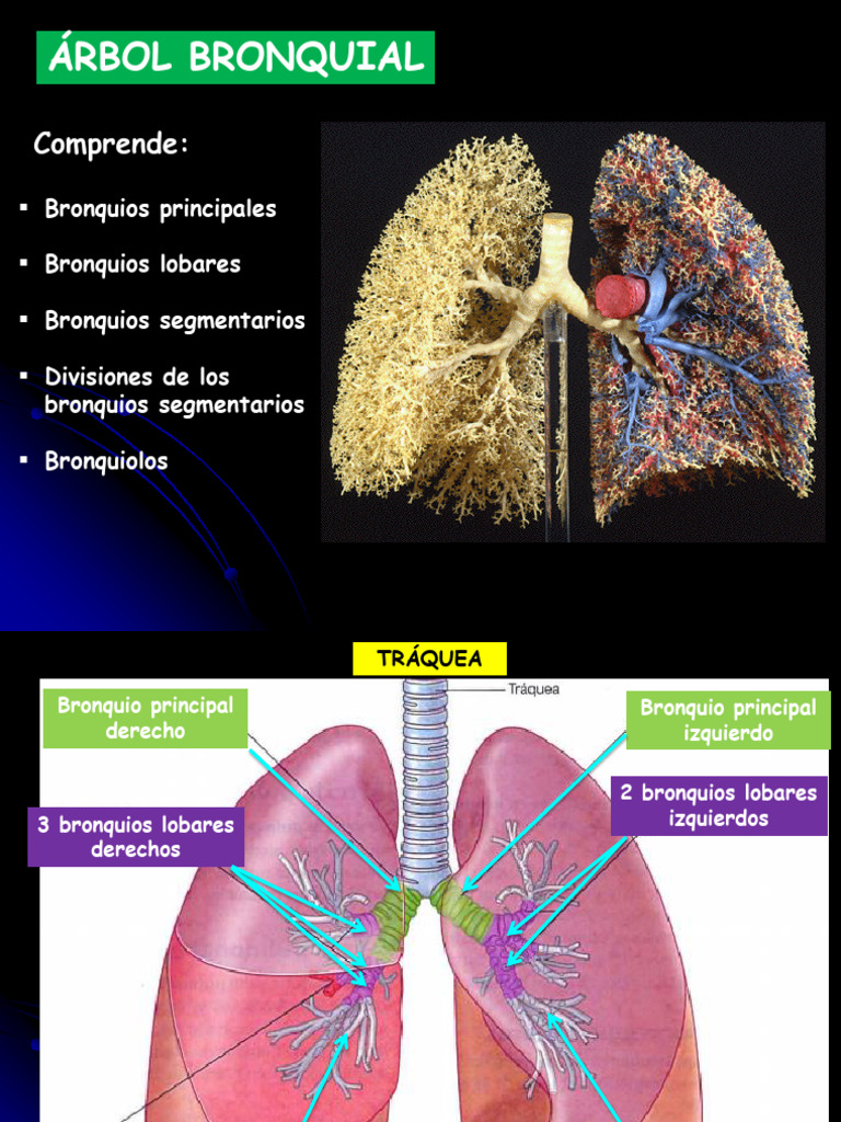 Árbol Bronquial | PDF | Pulmón | Sistema respiratorio