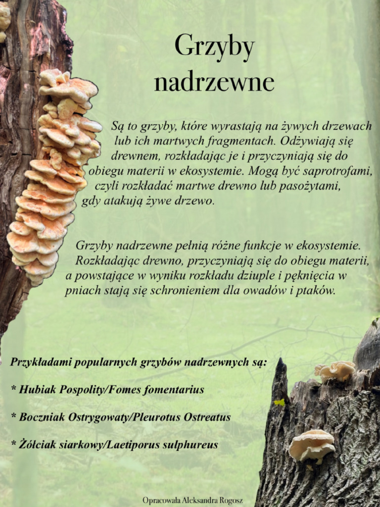 Grzyby Nadrzewne | PDF
