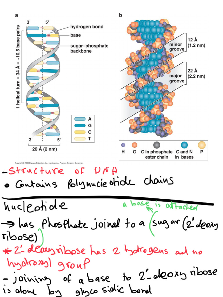06 Watson DNA Struct 2017 | PDF | Dna | Nucleic Acid Double Helix