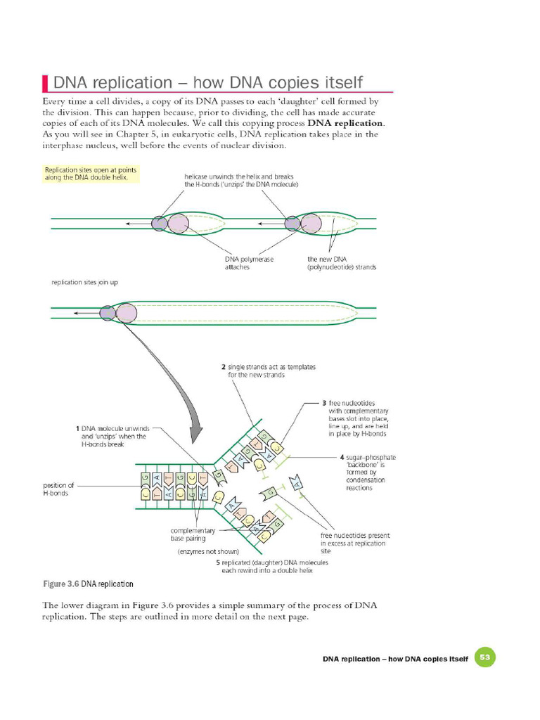 Ed Lees Edexcel A Level Biology Studentbook 1 2015 Hodder Education Libgen LC - Page 0061 | PDF