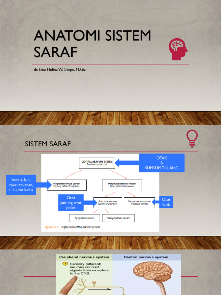 Anatomis Sistem Saraf: Pusat & Perifer | PDF