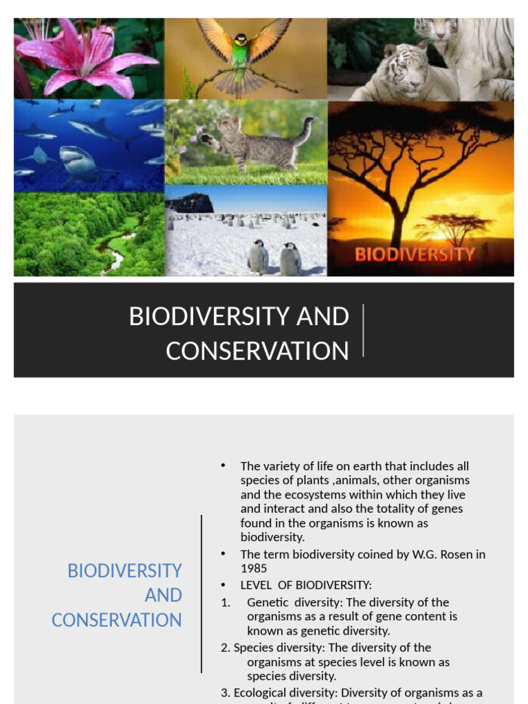 Golden Langur Conservation Insights | PDF | Biodiversity | Conservation ...